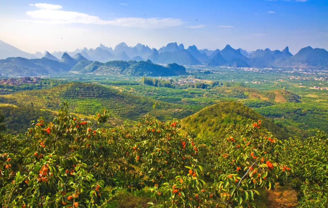 Gongcheng: "Persimmon" is unstoppable - iNEWS