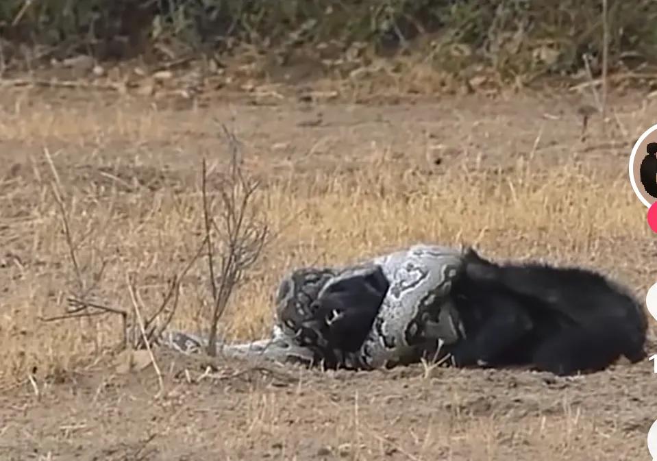 Fighter "Brother Flathead", who is better than the 7-meter-long giant ...