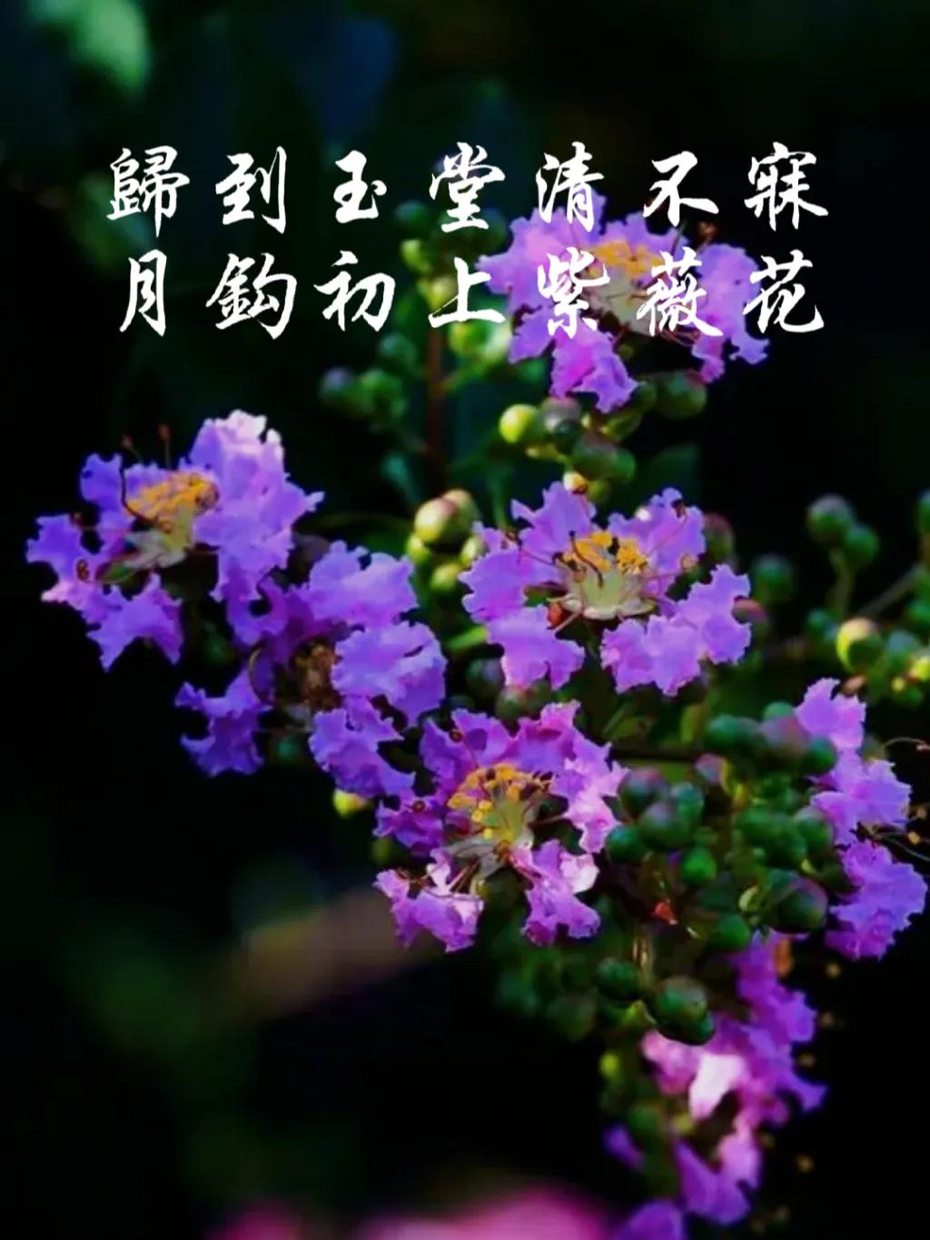 Allusions in Poems: Ziwei Lang - iNEWS