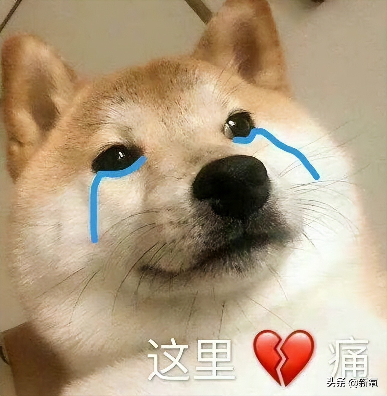 Retired supermodel Barbara Palvin returns, netizens: finally back - iNEWS