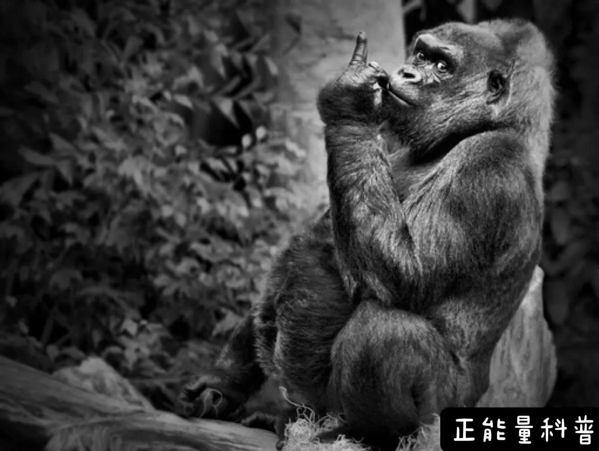 The world's most - the most cunning animal - iNEWS