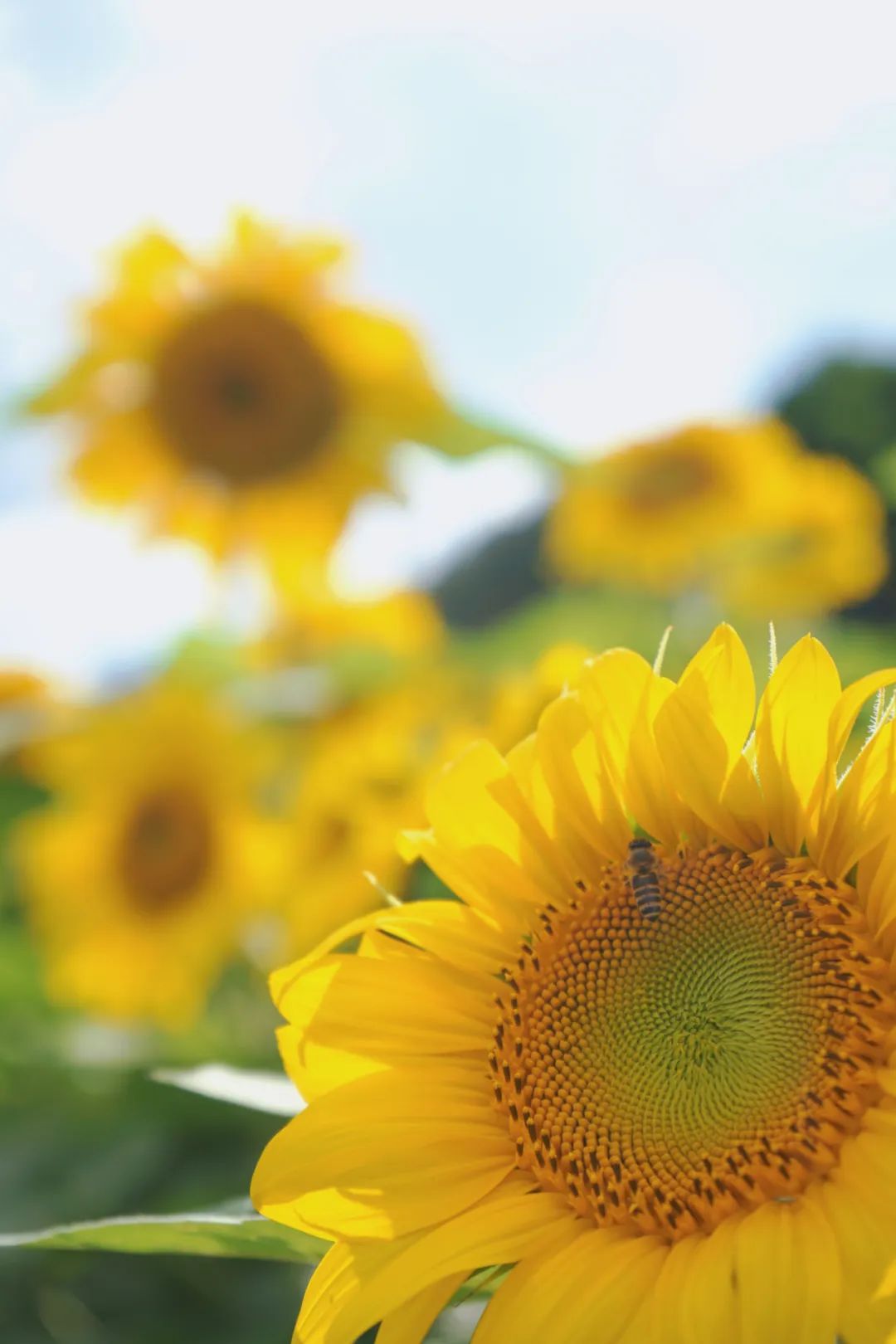 Beyond the film! The screen full of sunflowers is here~ - iMedia