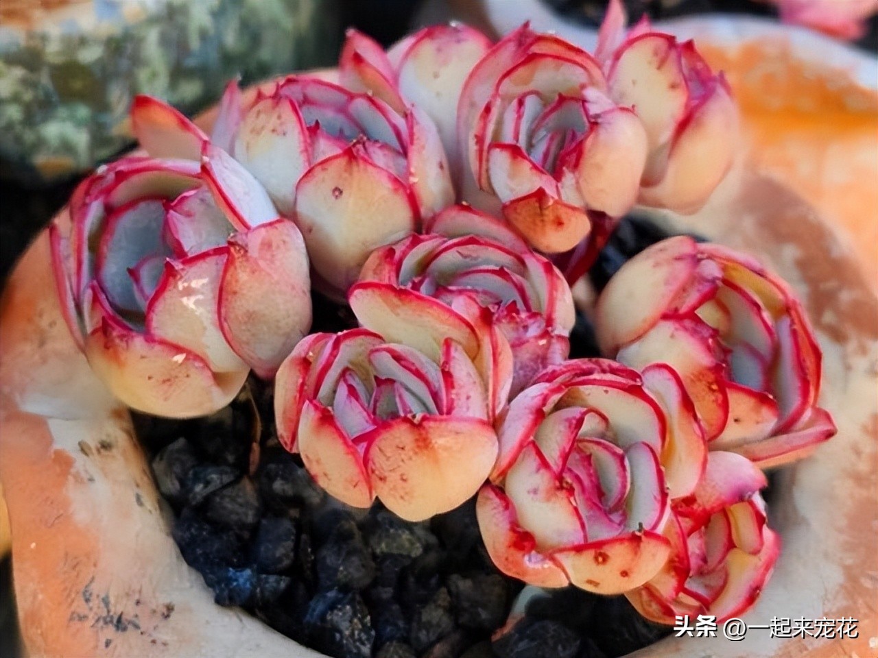 Share a fairy-like succulent plant, known as Paramela, which is easy to ...