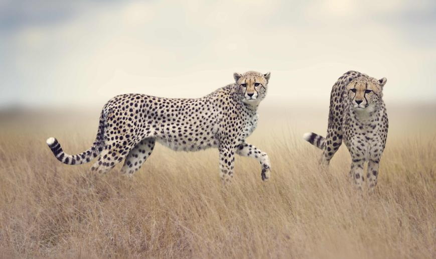 Cheetah, the fastest land animal in the world, has so many secrets! - iNEWS