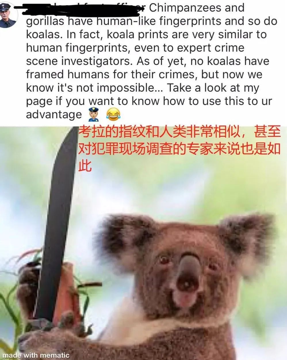 There must be no koalas at crime scenes in Australia - iNEWS