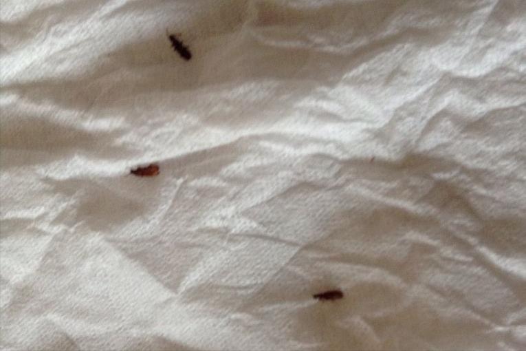 What's the matter with the coir mattress covered with bugs? Why are ...
