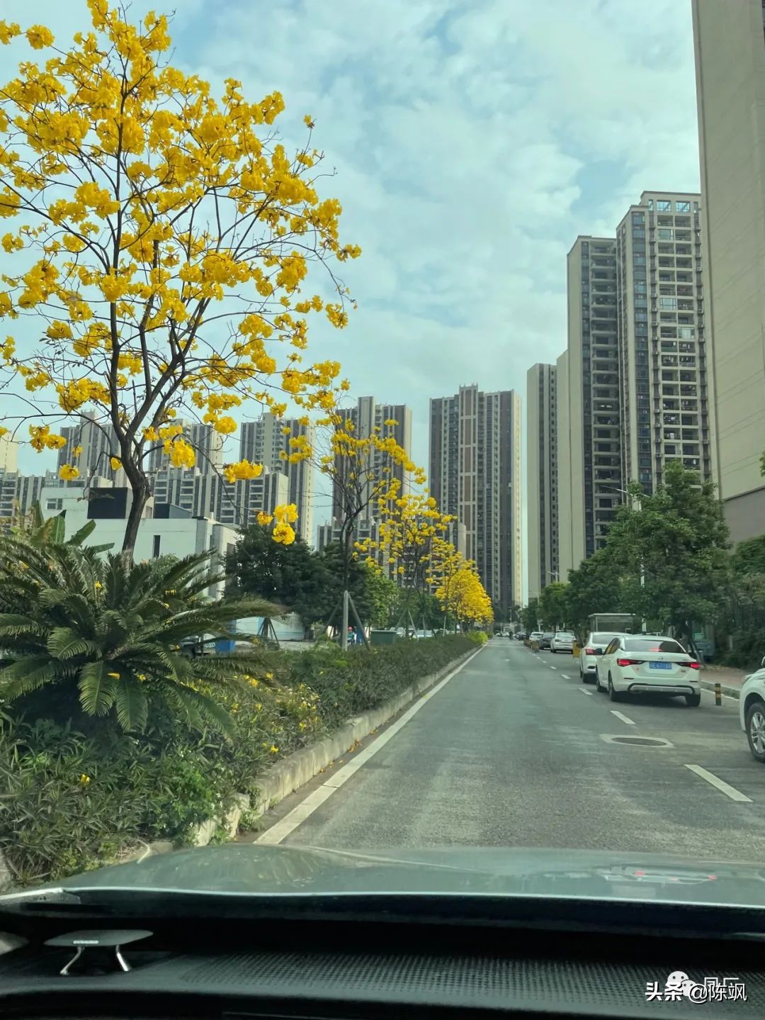 Ronggui, Shunde: Yellow Suzuki blooms in Phoenix Bay - iNEWS