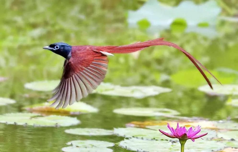 Oriental longevity bird, small long-tailed phoenix in the forest - iNEWS