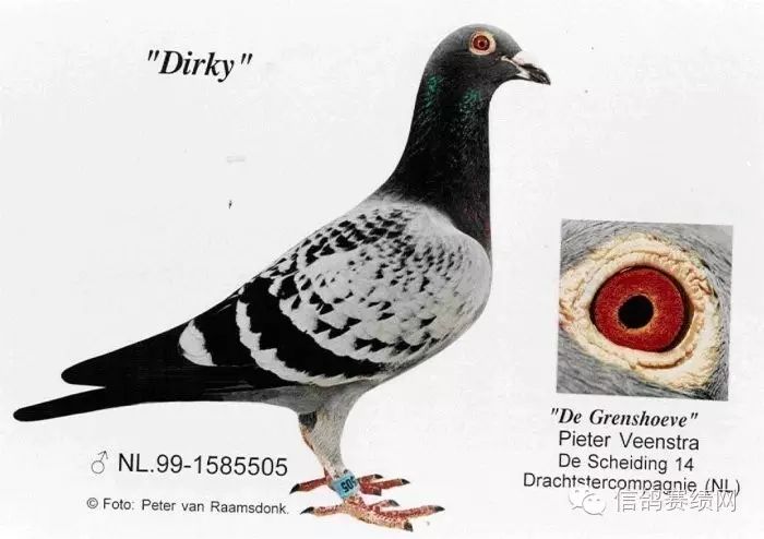 Little Dirk - a famous pigeon with outstanding performance and strong ...