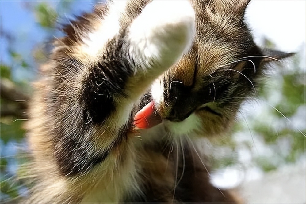 In order to mate, the male cat has barbs on the genitals, and the ...