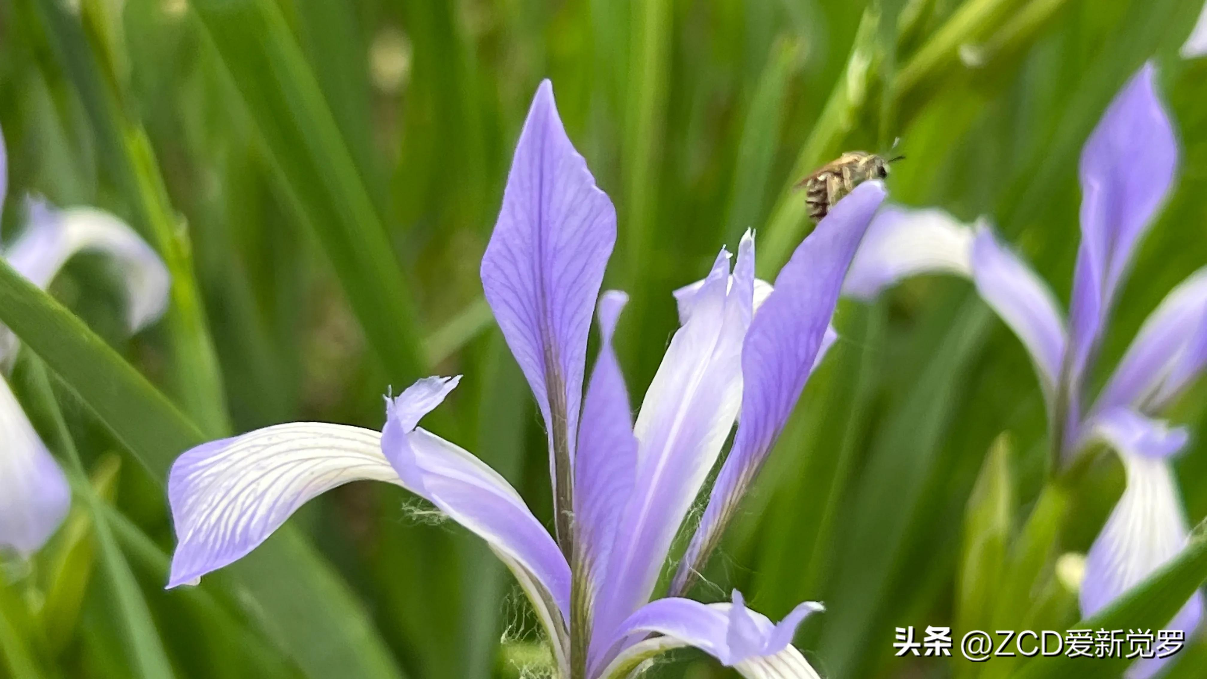 The Meaning of the Word "Zao" in Northeastern Dialect (2) - iNEWS