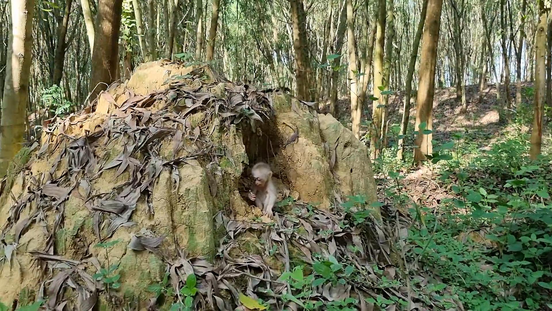 Newborn monkeys abandoned, starved and scrawny, instinctively close ...