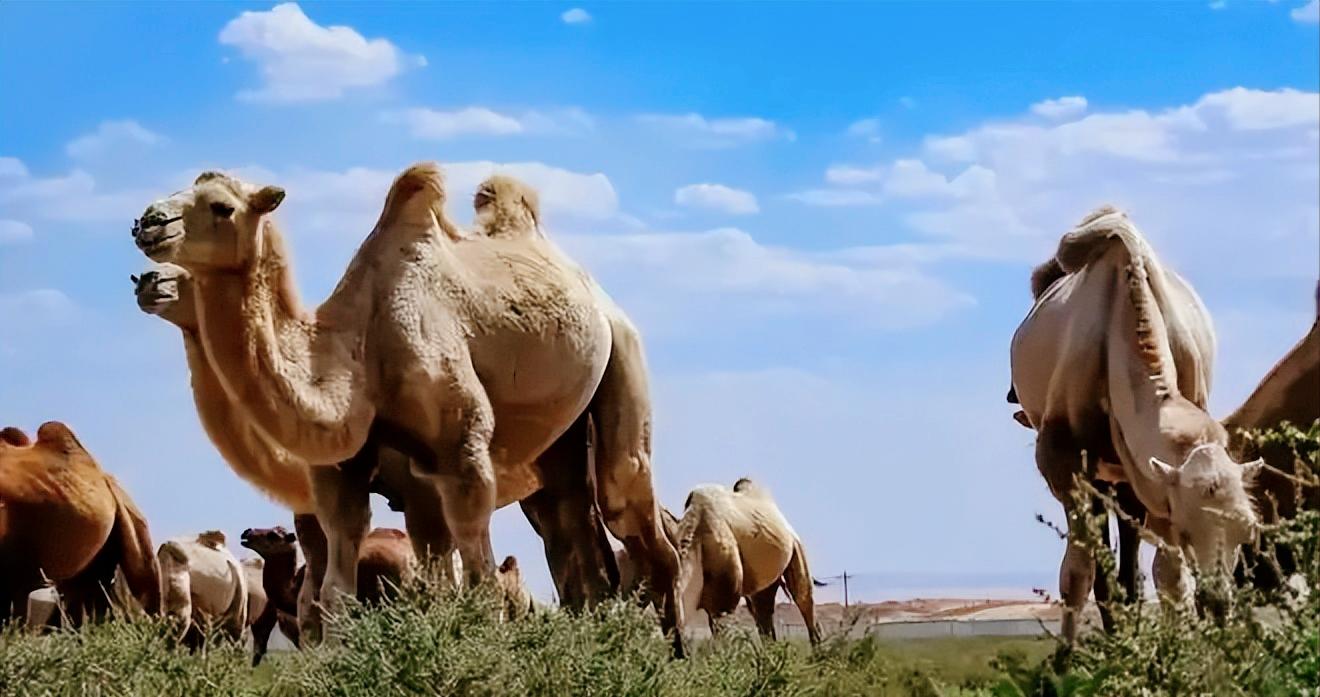 Camels have almost no natural enemies, even 5 tons of elephants can eat ...