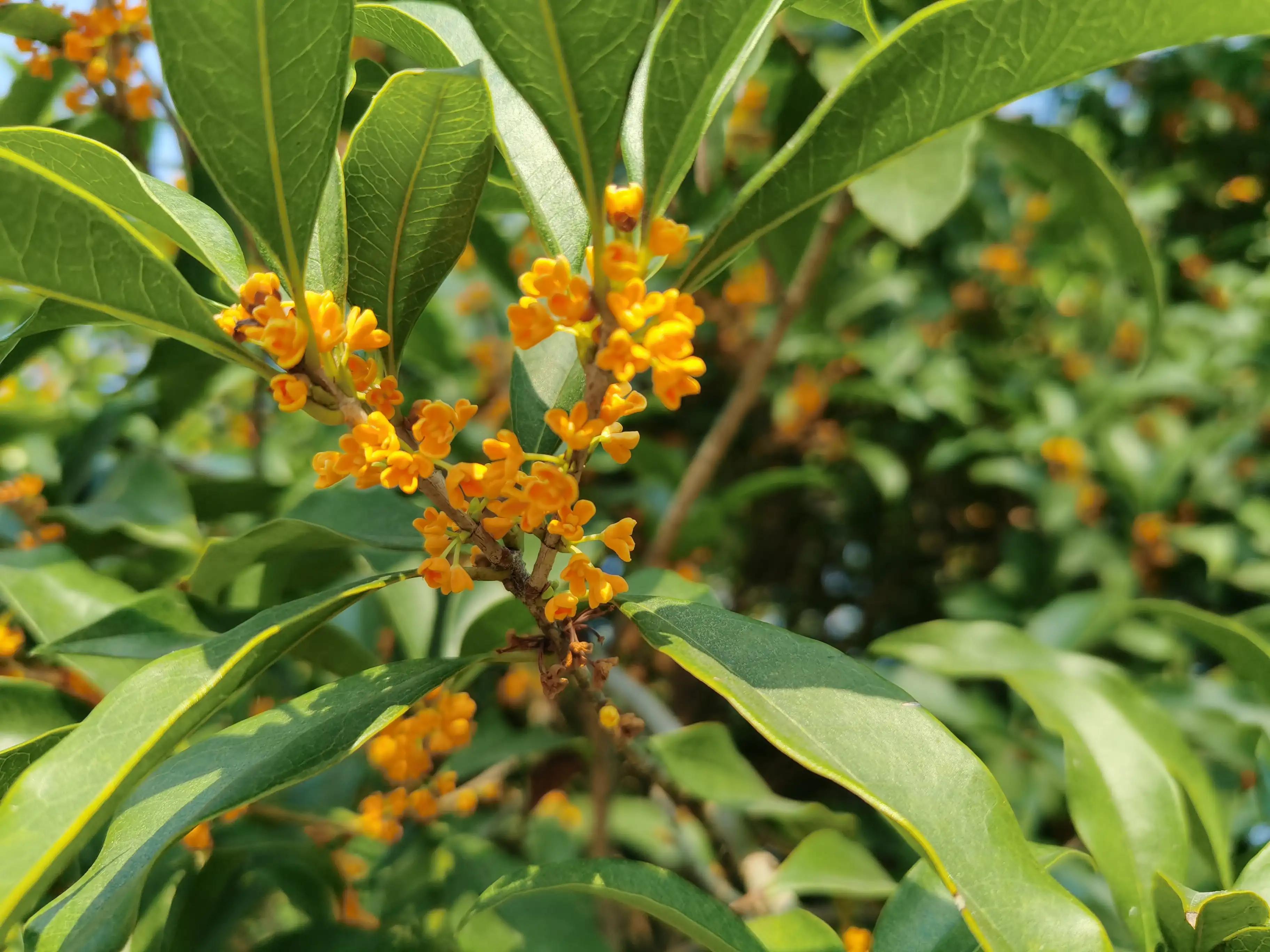 Changzhou Qinglian Garden is in full bloom - iNEWS