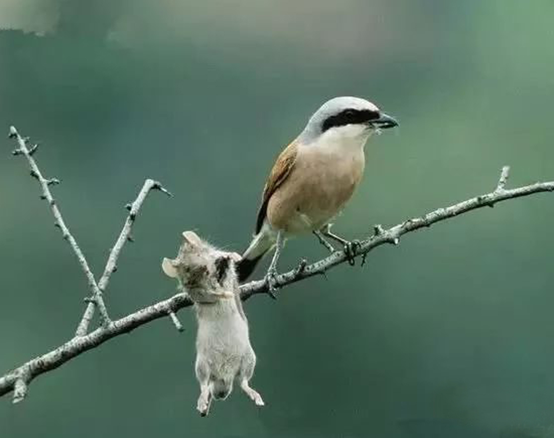Animals that use tools, animals that make tools, animals that change ...