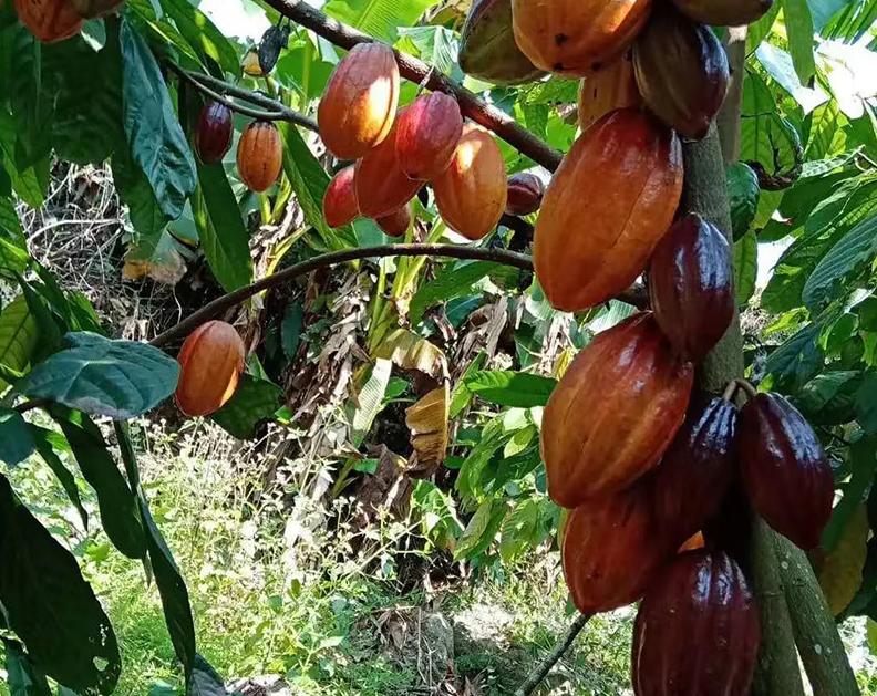 A tropical plant in Hainan, native to the Americas, known as cocoa ...