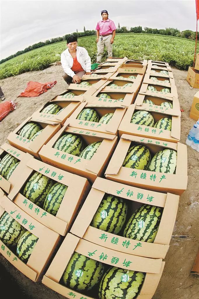 Xinjiang people's favorite in summer - watermelon in Xiayedi - iNEWS