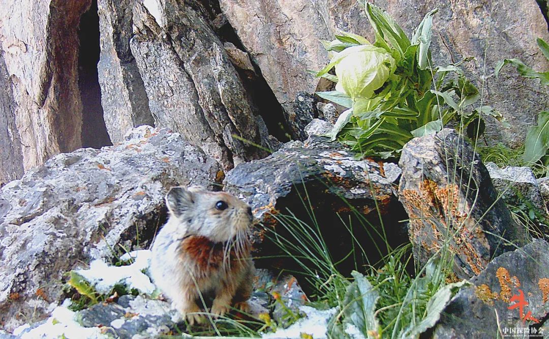 Like a mouse and a rabbit, this animal reappears in Xinjiang, eating ...