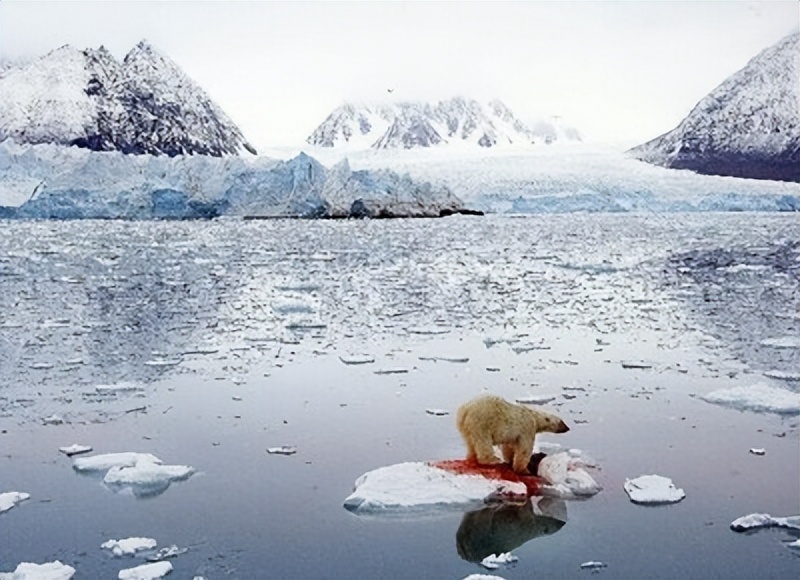 Are polar bears in danger of extinction? Amazing associations of ...