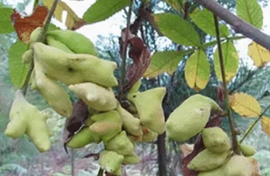 A plant dye derived from "galls" - gallnut - iMedia