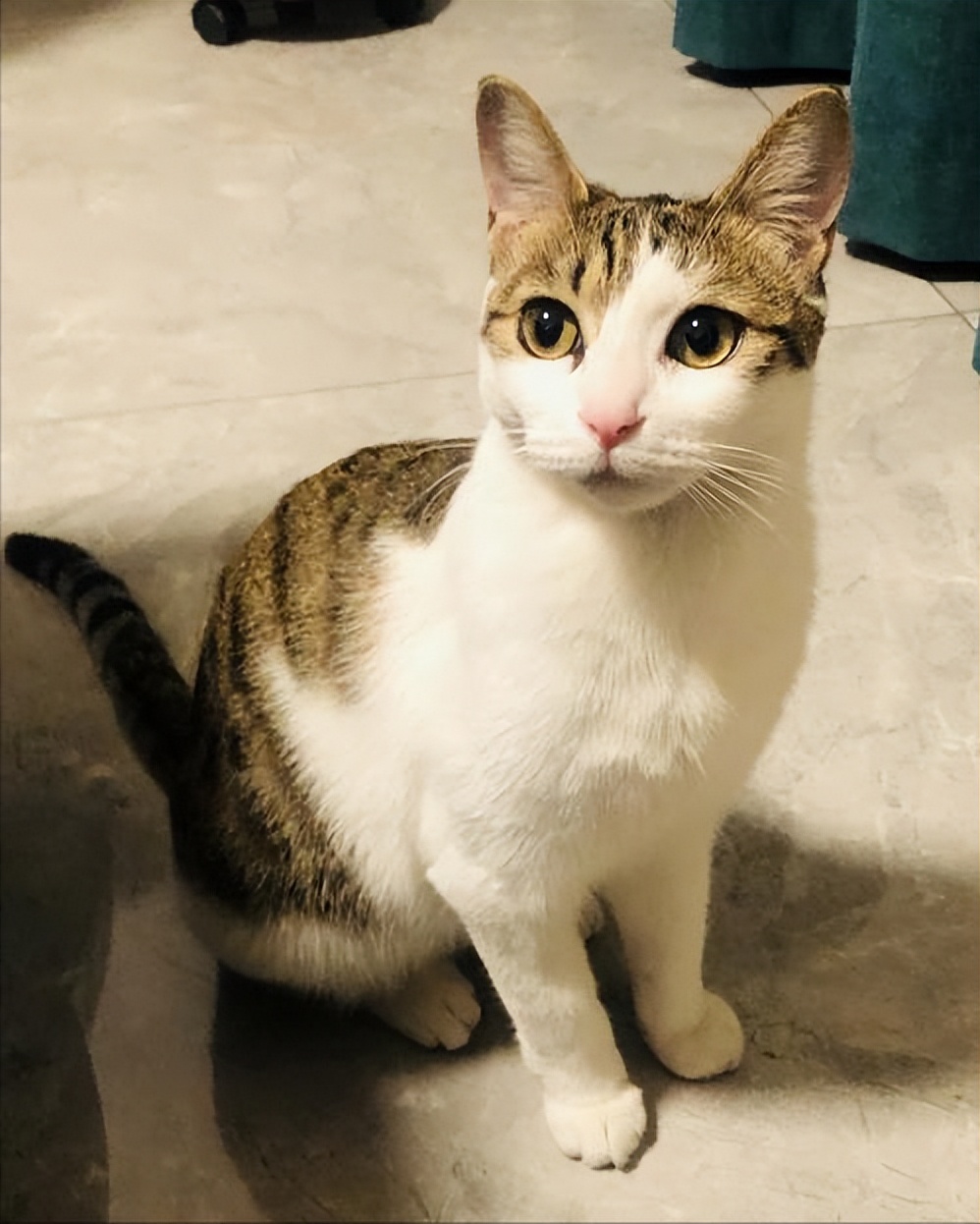 Sichuan Jianzhou cat, once an "ancient royal cat", why are so few ...