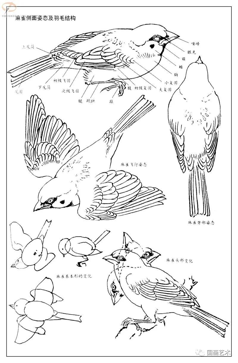 Reference for drawing birds - 100 pictures of sparrows - iNEWS