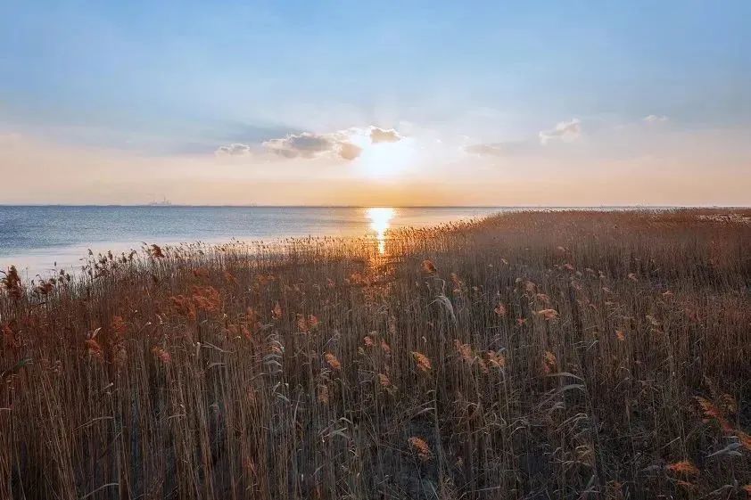 [Chongming Jinmao Hyatt] Chongming Internet Celebrity Hotel is new! Yingdong Village/riding ...