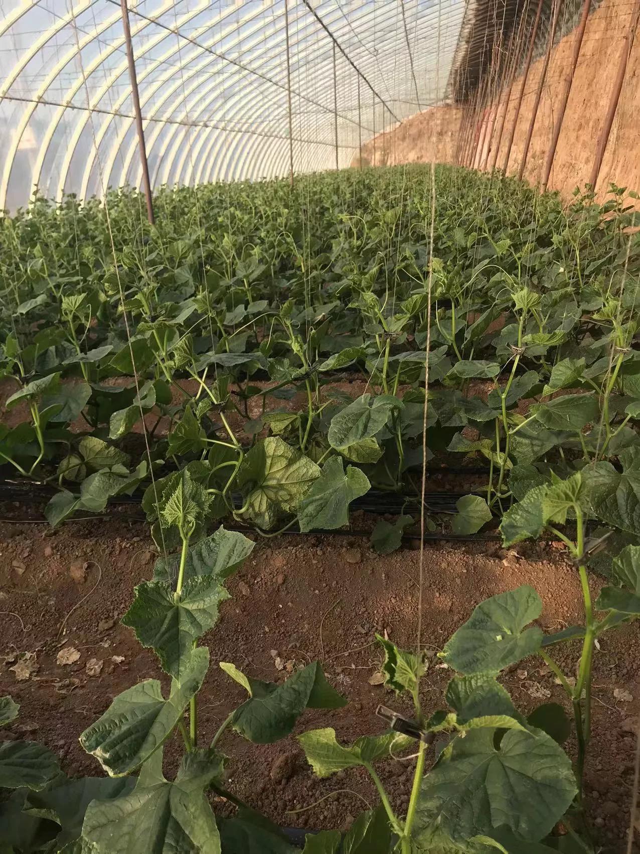 Partridge day. Drunk beautiful autumn light October auspicious - iNEWS