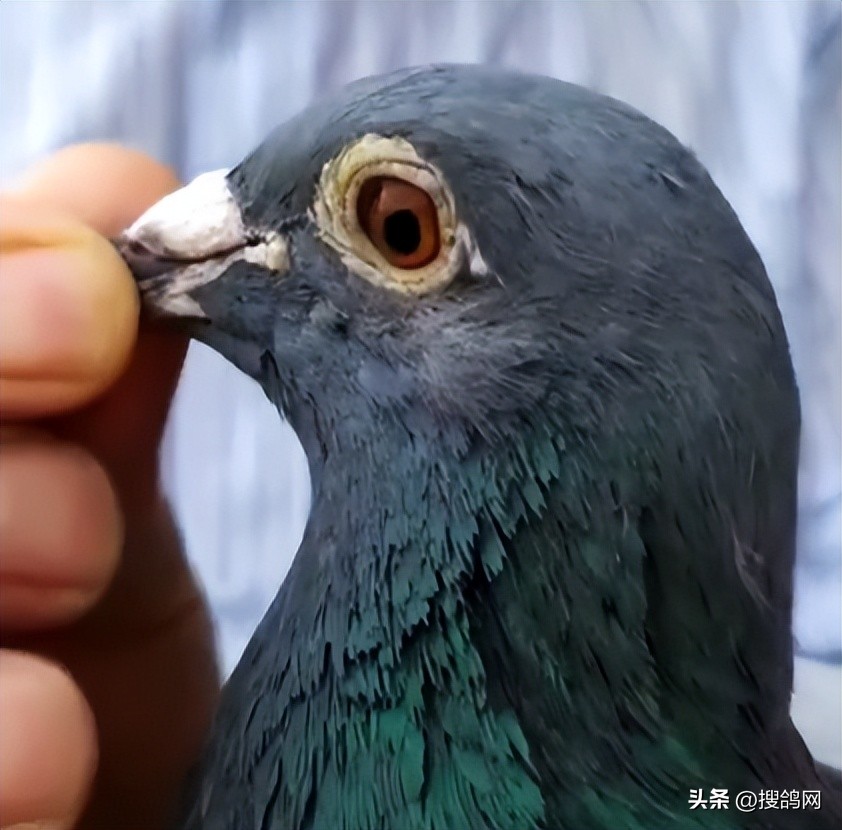 Chris' new race will be bred from super pigeon Krista (already ...