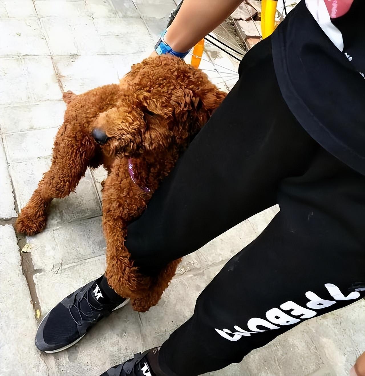 The dog hugs the owner's thigh, actually has these meanings - iNEWS