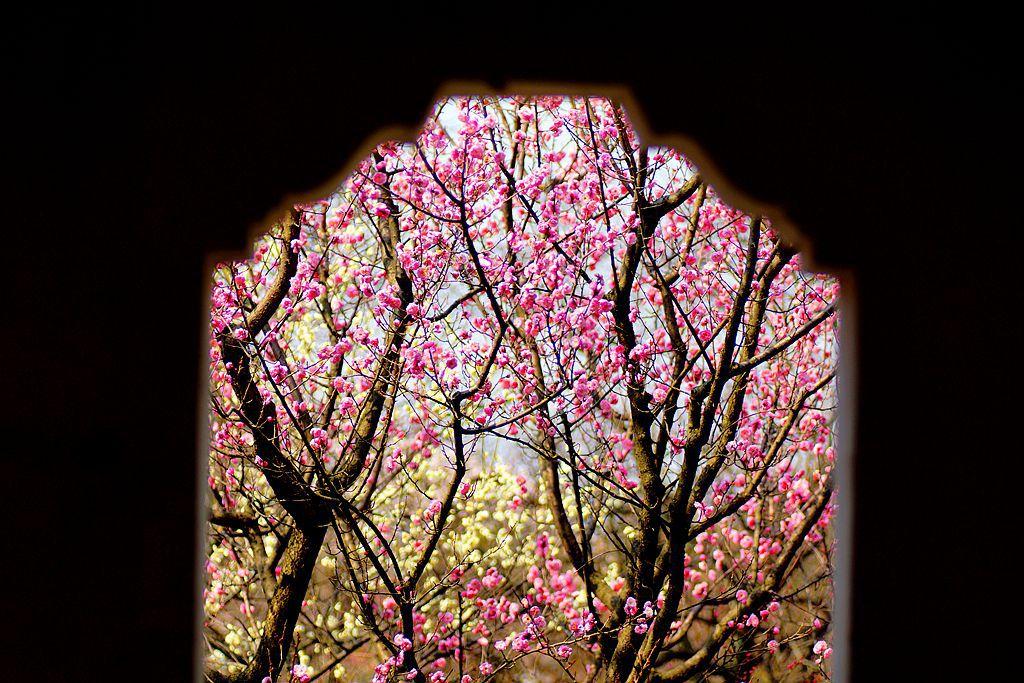 The 3 best ancient poems that have written all the plum blossoms are ...