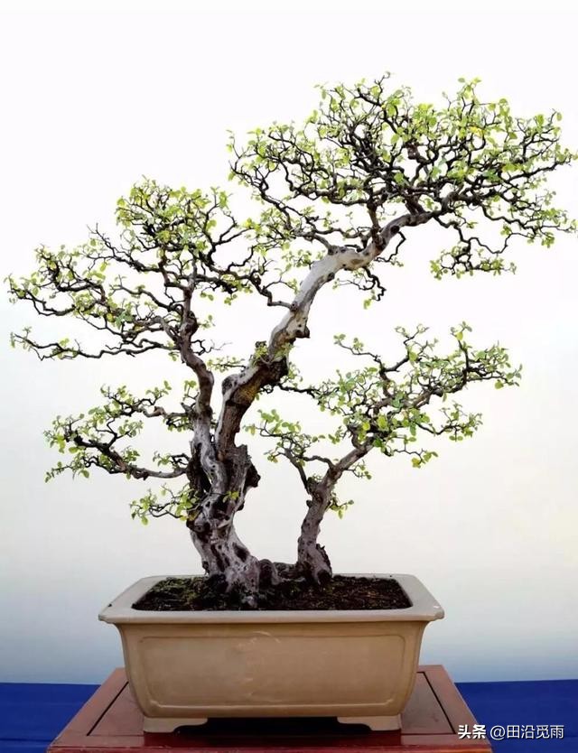 One of the seven sages of bonsai, bird plum, can grow vigorously and ...