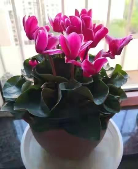 5 kinds of beautiful flowers "recognized as difficult to grow", a ...