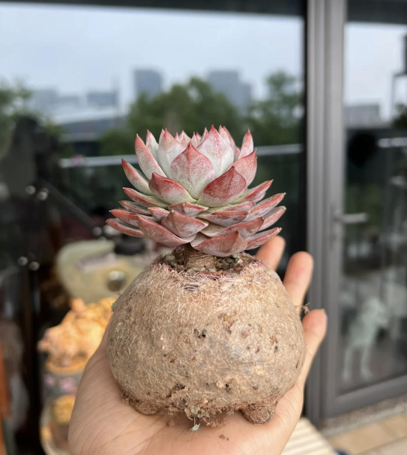 To raise succulents, first raise the roots, the root system will be ...