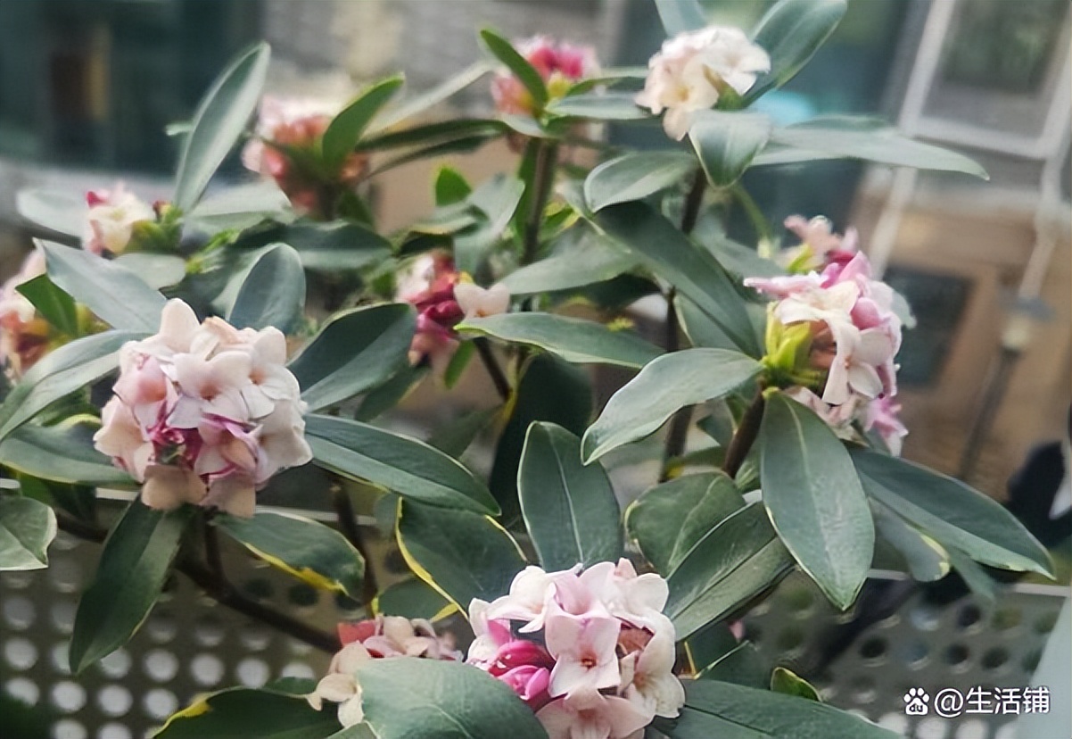 Don't cut Ruixiang flowers randomly in autumn, do it at 3 o'clock, the ...