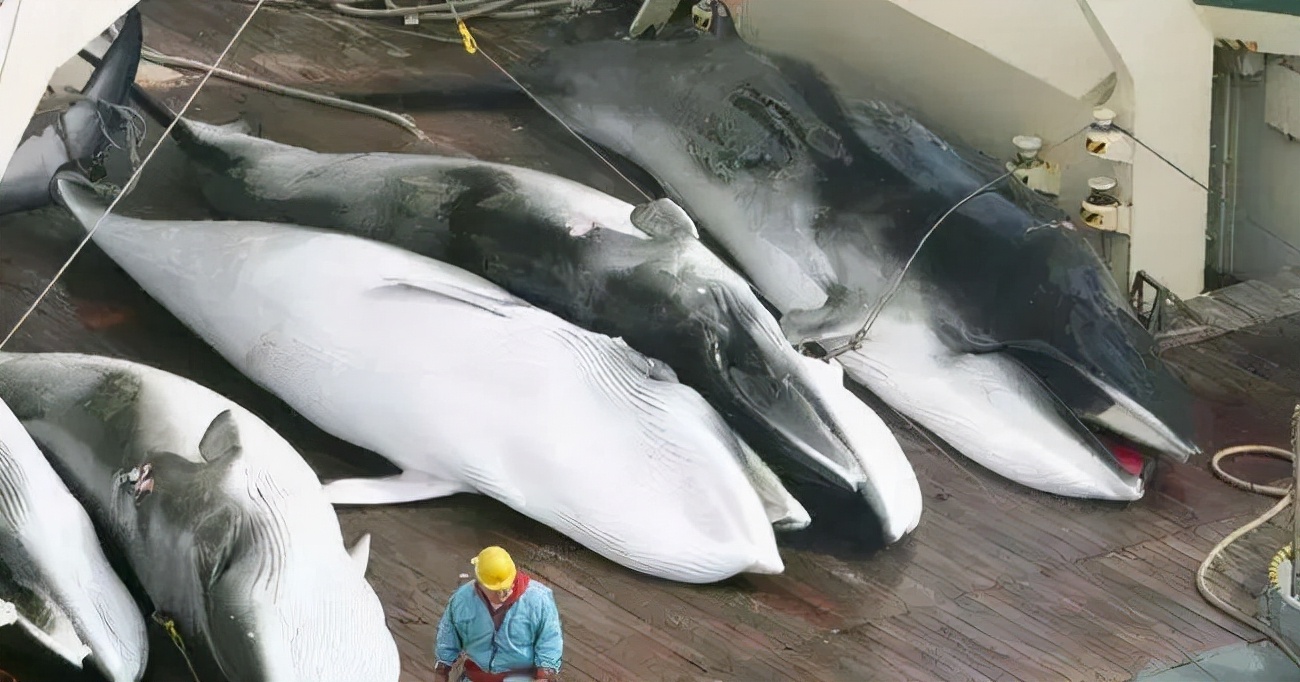 Even if you are fined 8 billion, you must continue to hunt whales!Why is Japan so addicted to ...