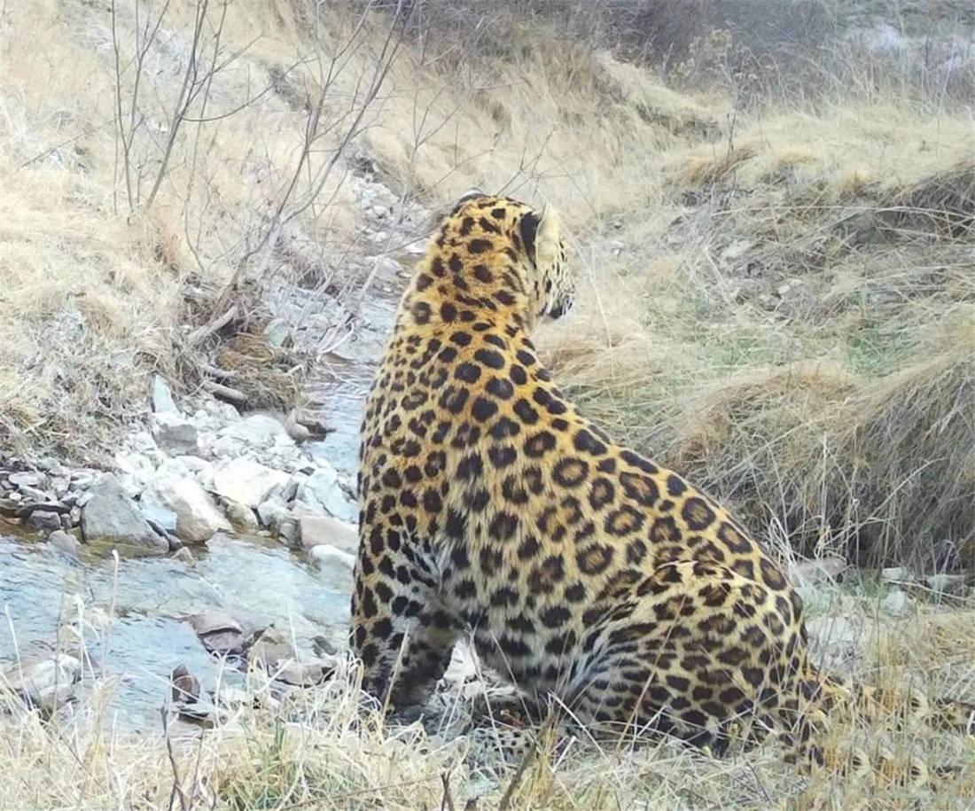 Three people from Shanxi Heshun witnessed the North China leopard, one ...