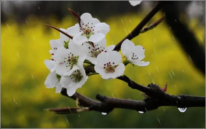 Qiu Wei's original poem "Zuoye Pear Flower" and its modern rewrite ...