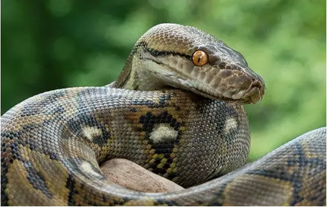How big is the biggest snake in China?The Sichuan python incident is ...