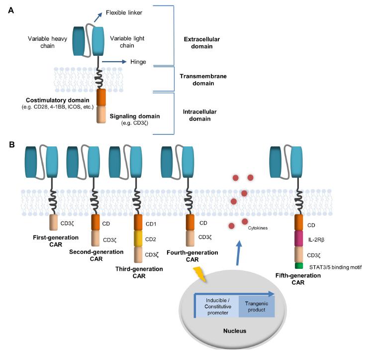 Talking about CAR-T Patent Application - iNEWS