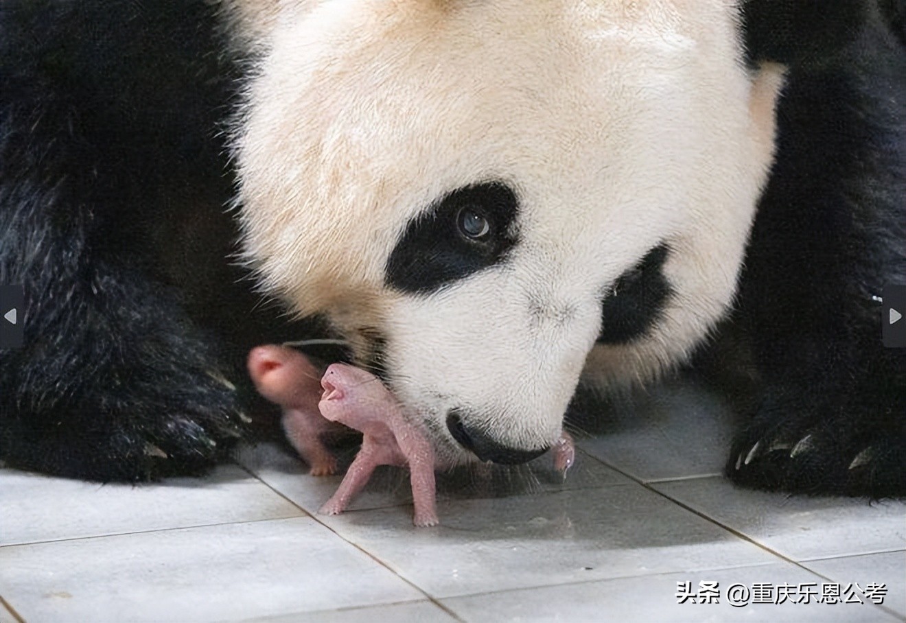 South Korea's "Grandpa Fubao": The giant panda gave birth to twins so happy! will take good care ...