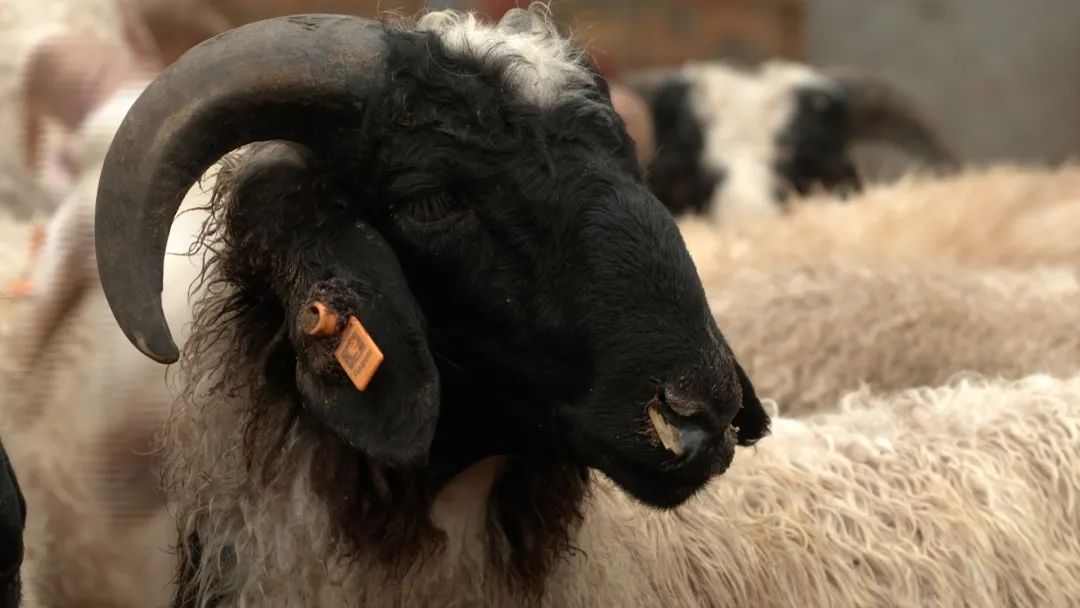 When you are still trapped in the second level of "sheep and sheep", he ...