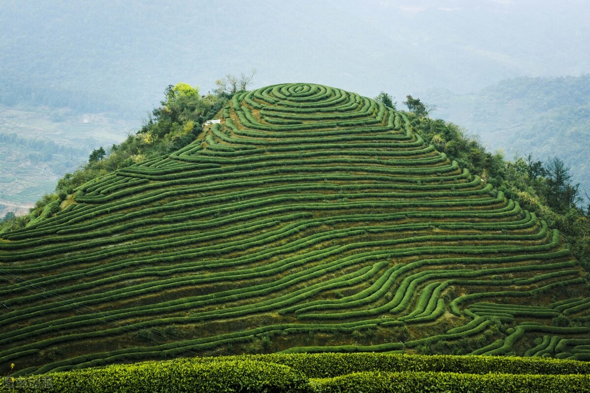 Which places do the six ancient tea mountains refer to? - iNEWS