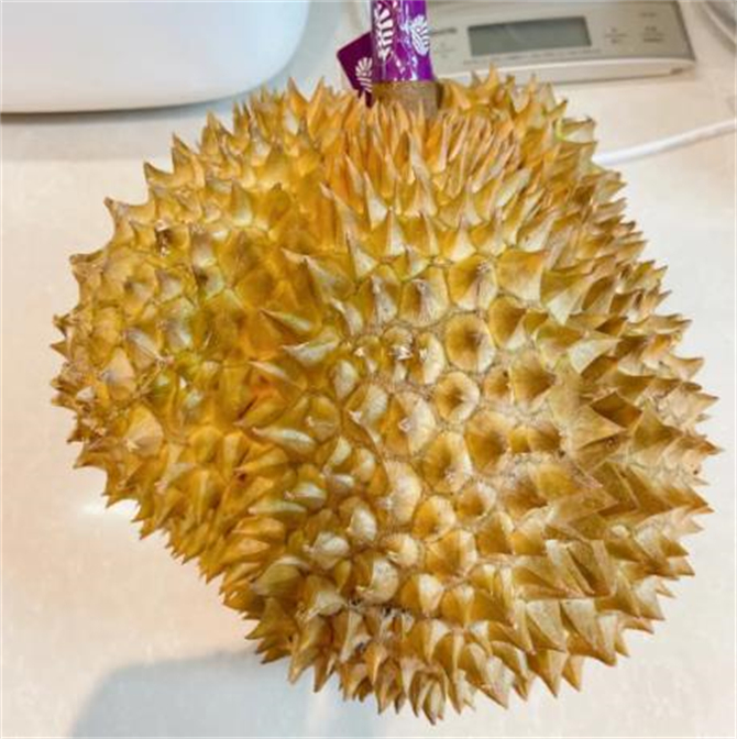 How many days does it take for unopened durians to ripen? Durian to buy ...