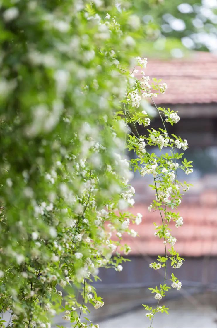 Appreciation: The Wind Gently Rolls the Clouds, and the Rain Falls to ...