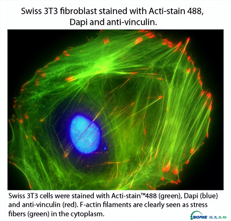 Cytoskeleton Parker Bioactin Stain - iNEWS