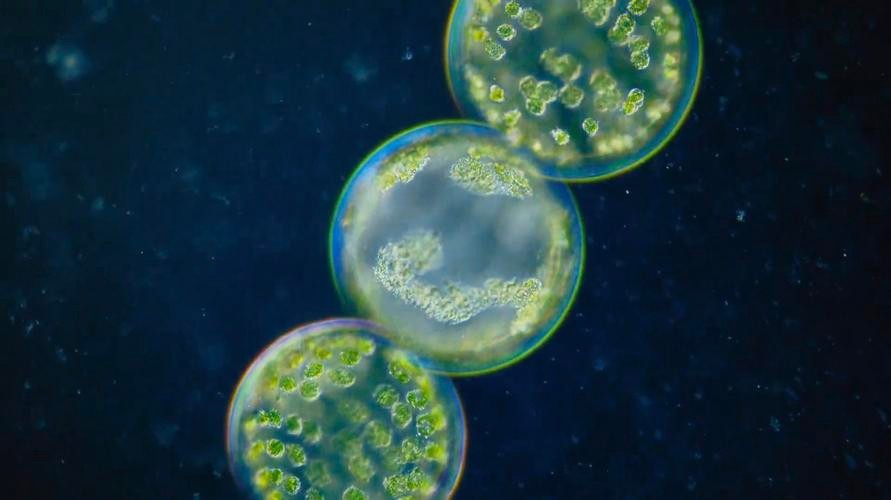 Research on phytoplankton and zooplankton based on abiotic stress - iNEWS