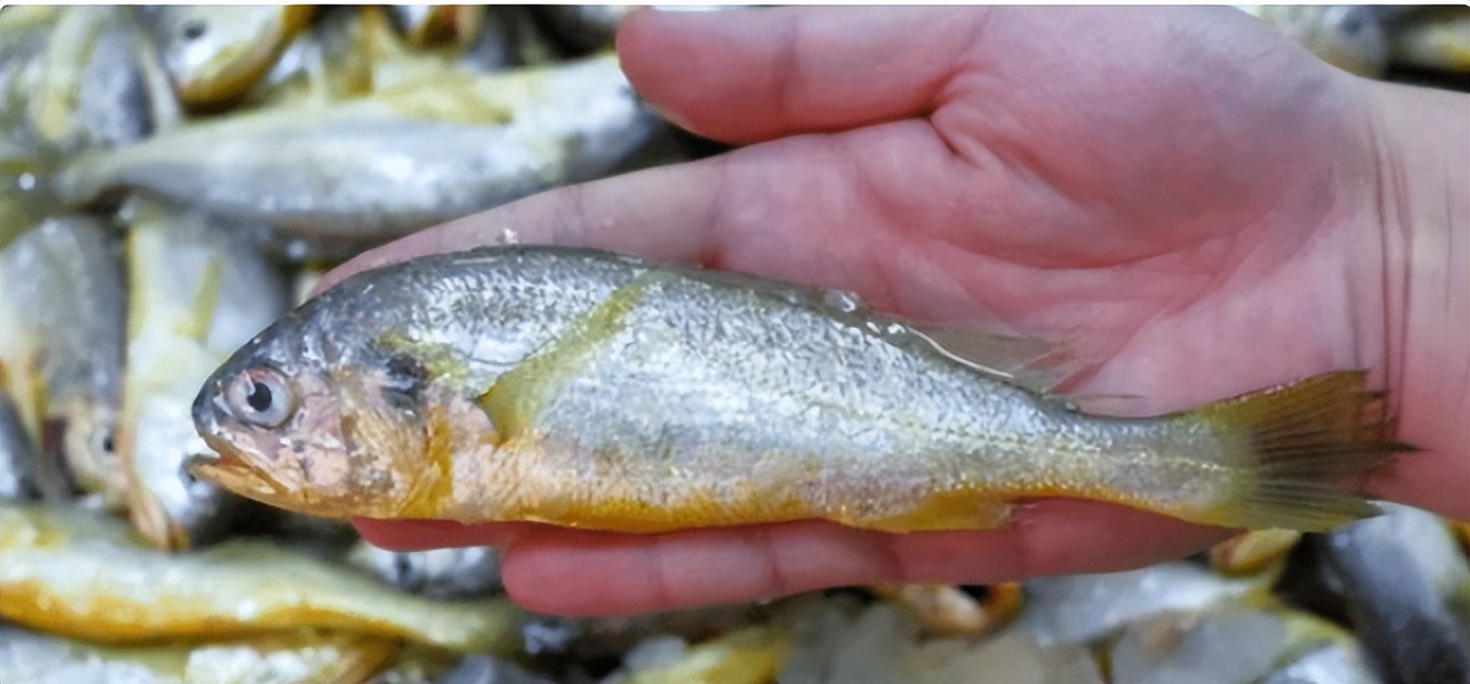 Little Yellow Fish: Experts have studied for more than 70 years, and ...