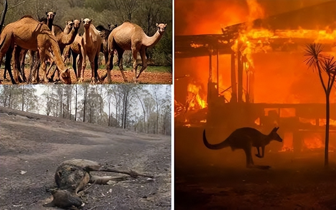 Why are camels the "pest of the century" in Australia? Are the ...
