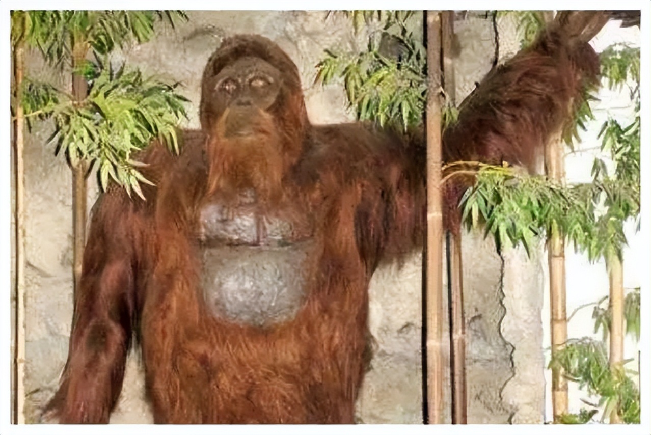 UMA – Skunk Ape - iMedia